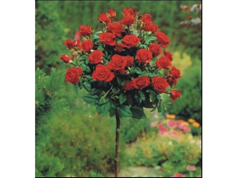 RUŽE STABLAŠICE – Biosan vrtni centar