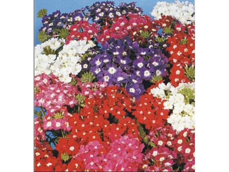 VERBENA VISEĆA – Biosan vrtni centar